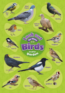 Bird Identification Poster - Perfect School Nature Areas & Gardens