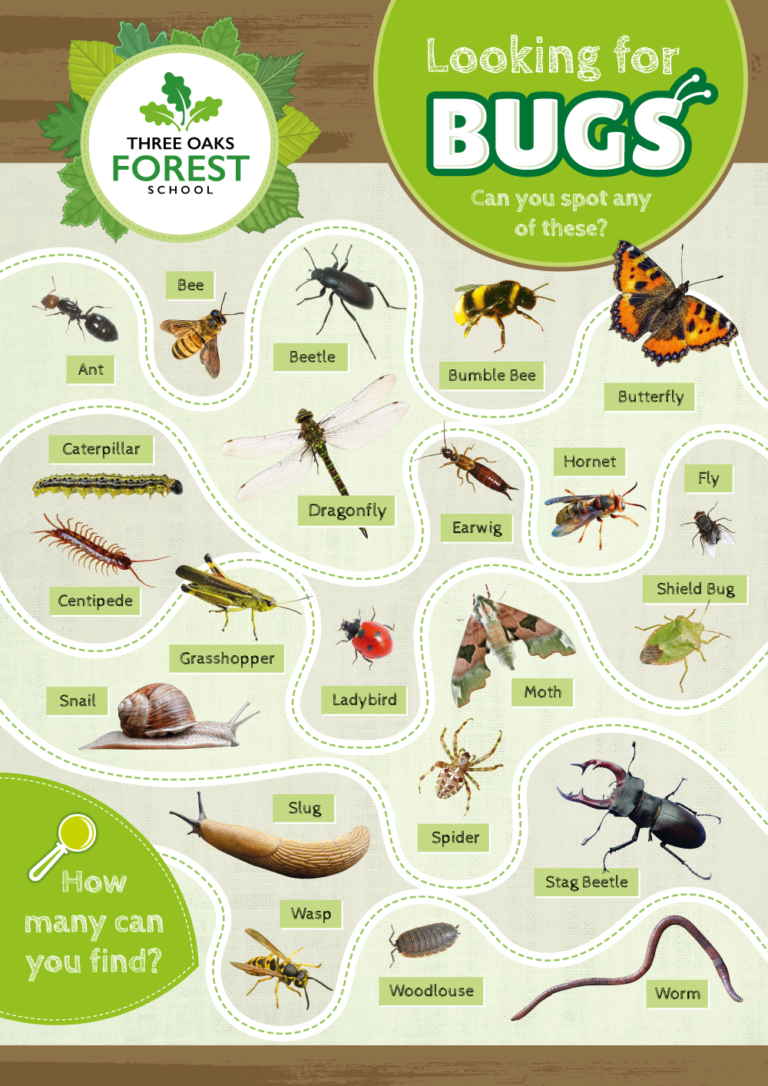 Bug Identification Sign - Perfect for Nature Areas & Forest Schools