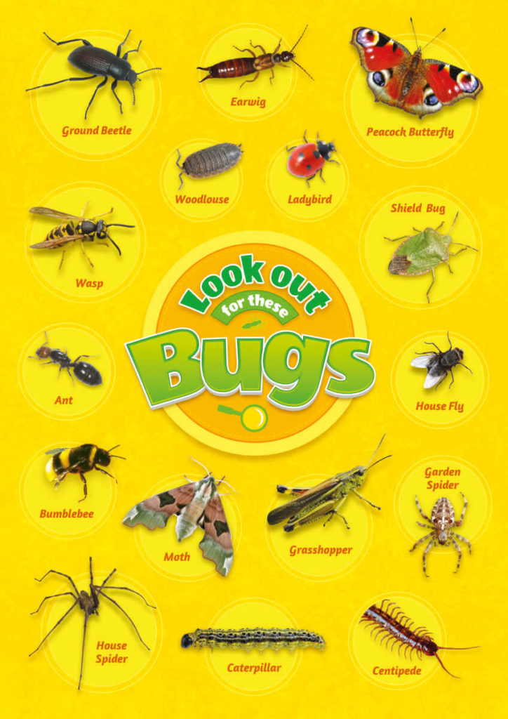 Bug Identification Poster - Perfect School Nature Areas & Gardens