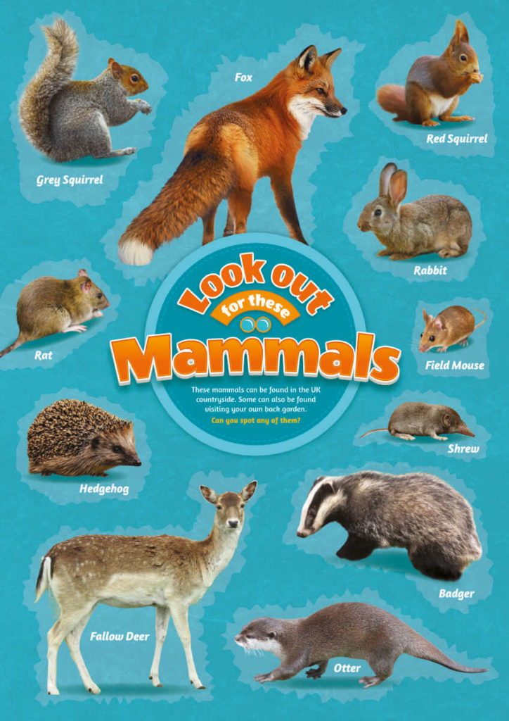 Mammals Identification Poster - Perfect School Nature Areas & Gardens