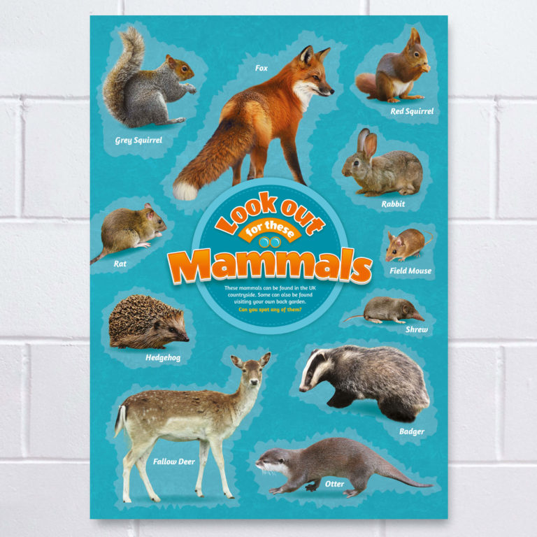 Mammals Identification Poster - Perfect School Nature Areas & Gardens