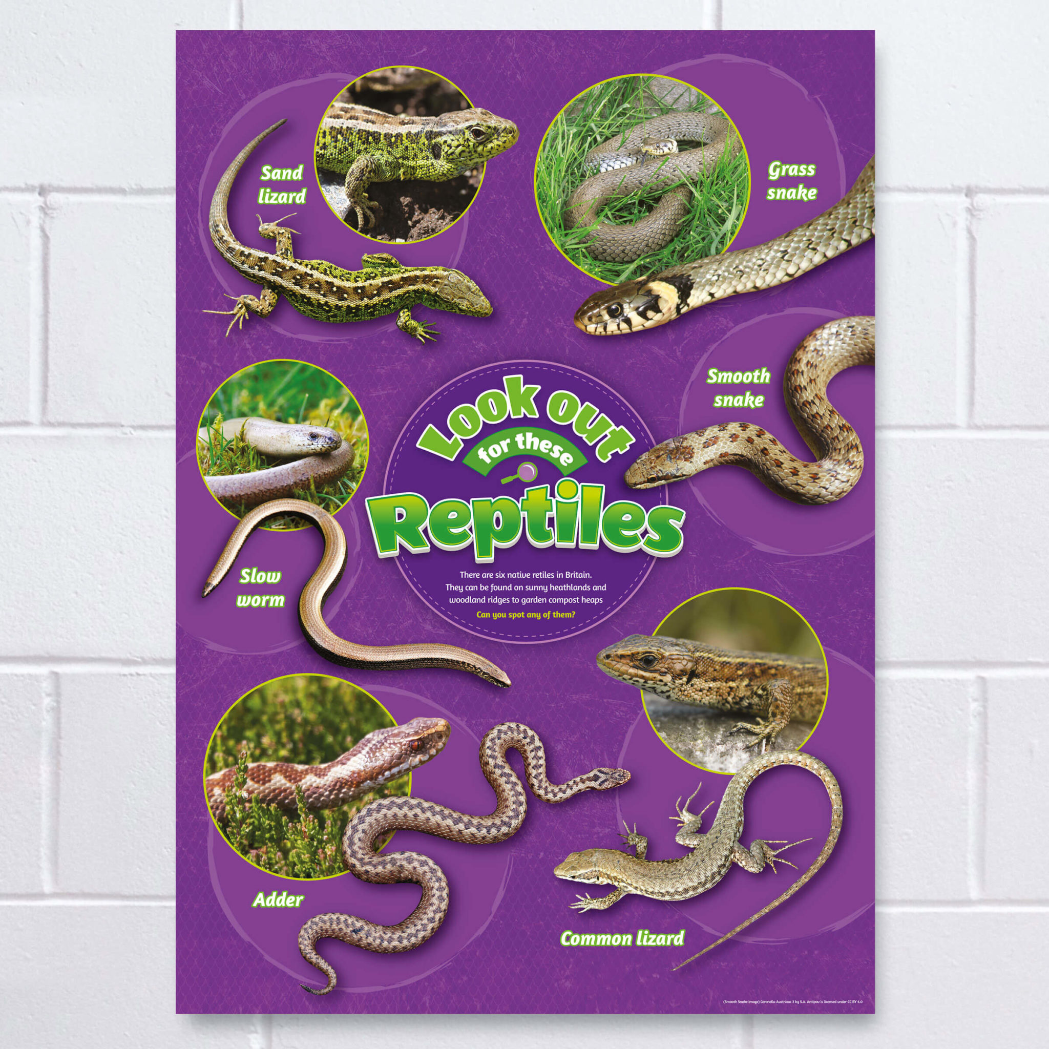 Reptiles Identification Poster - Perfect School Nature Areas & Gardens